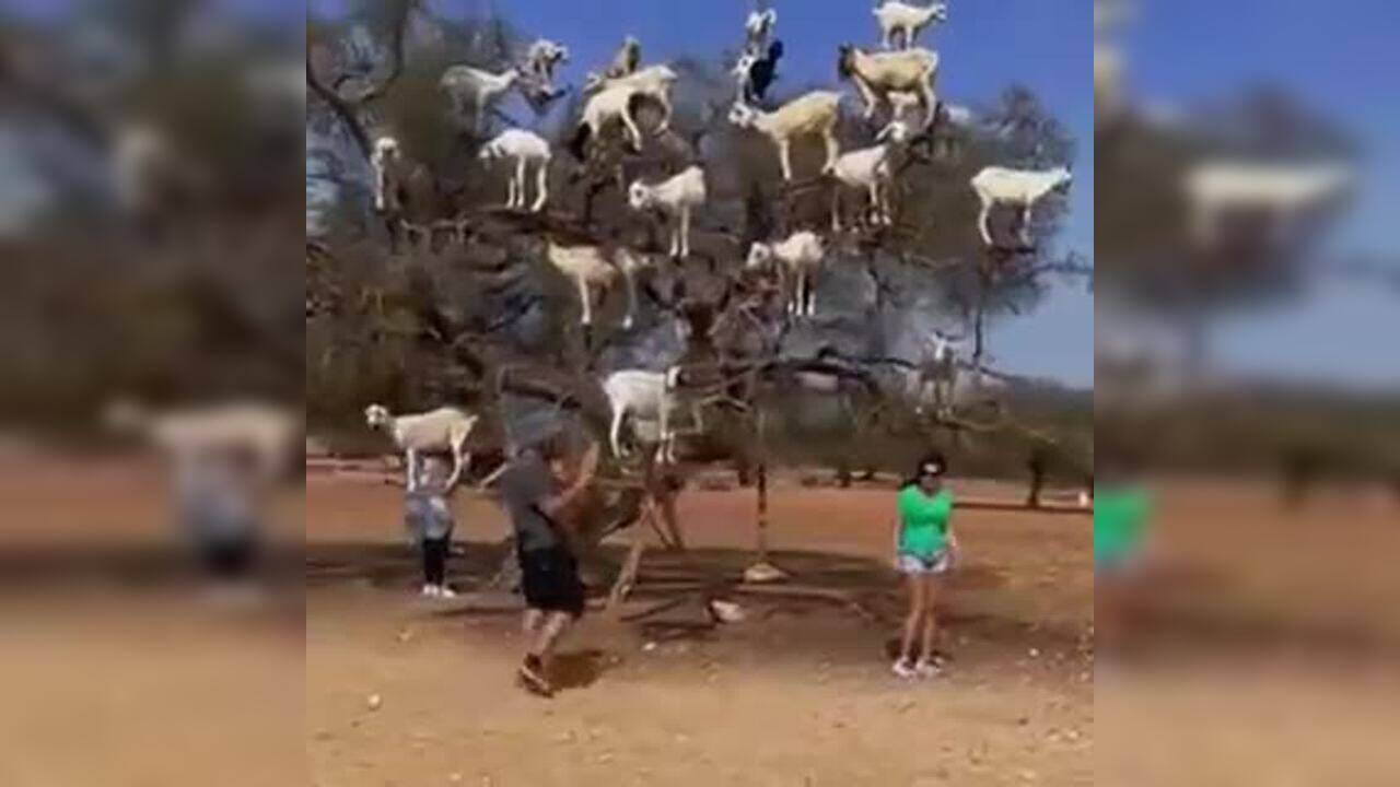 This is real: Know the incredible story of Morocco's tree-climbing ...
