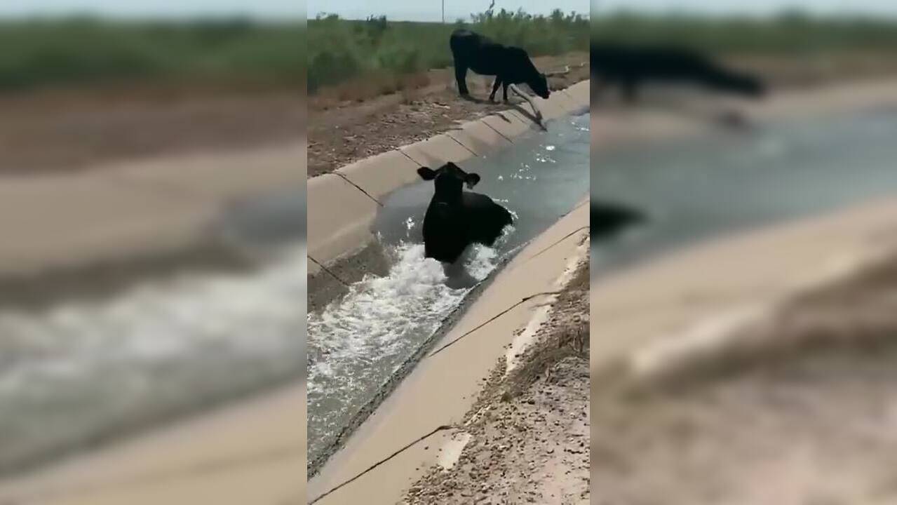 Cow peacefully floats along an irrigation canal to keep cool during ...