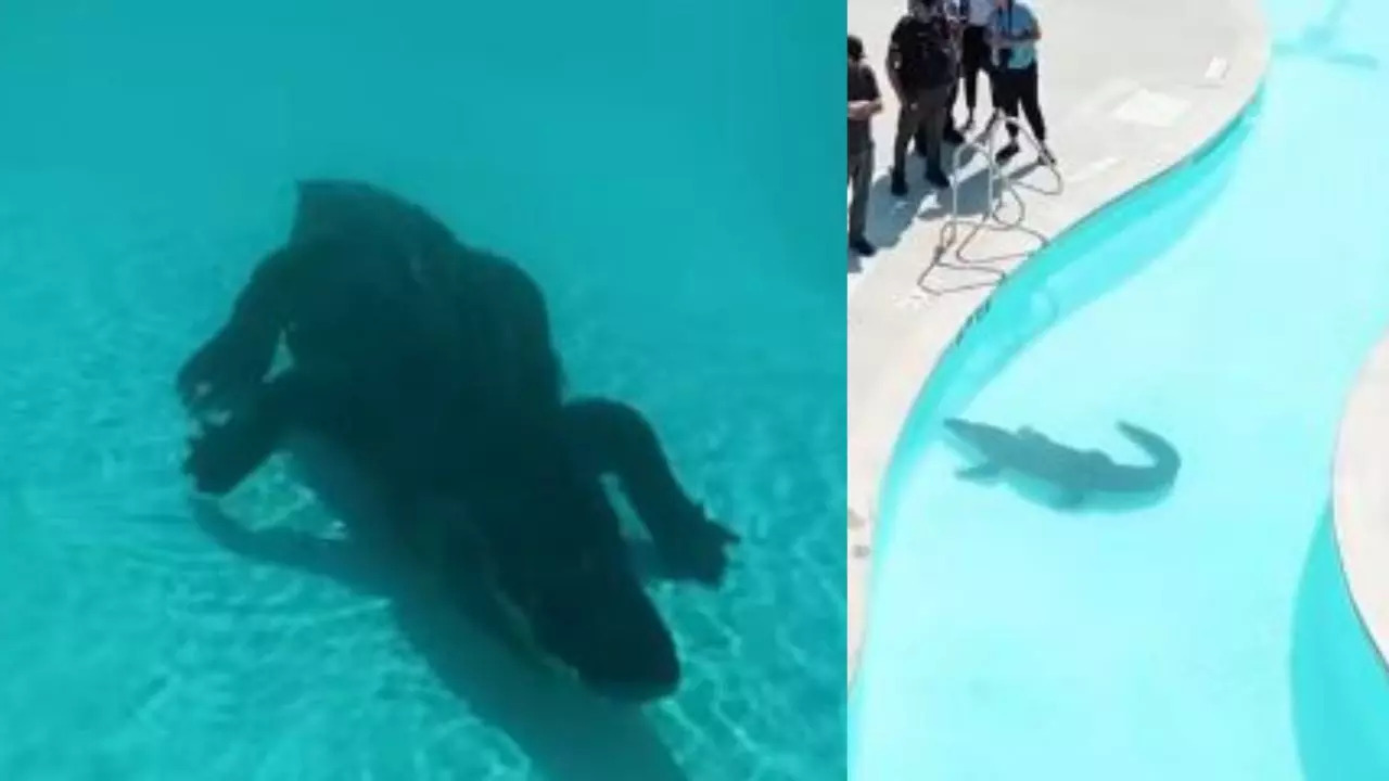 Alligator takes field trip to waterpark in Illinois - Watch viral video ...