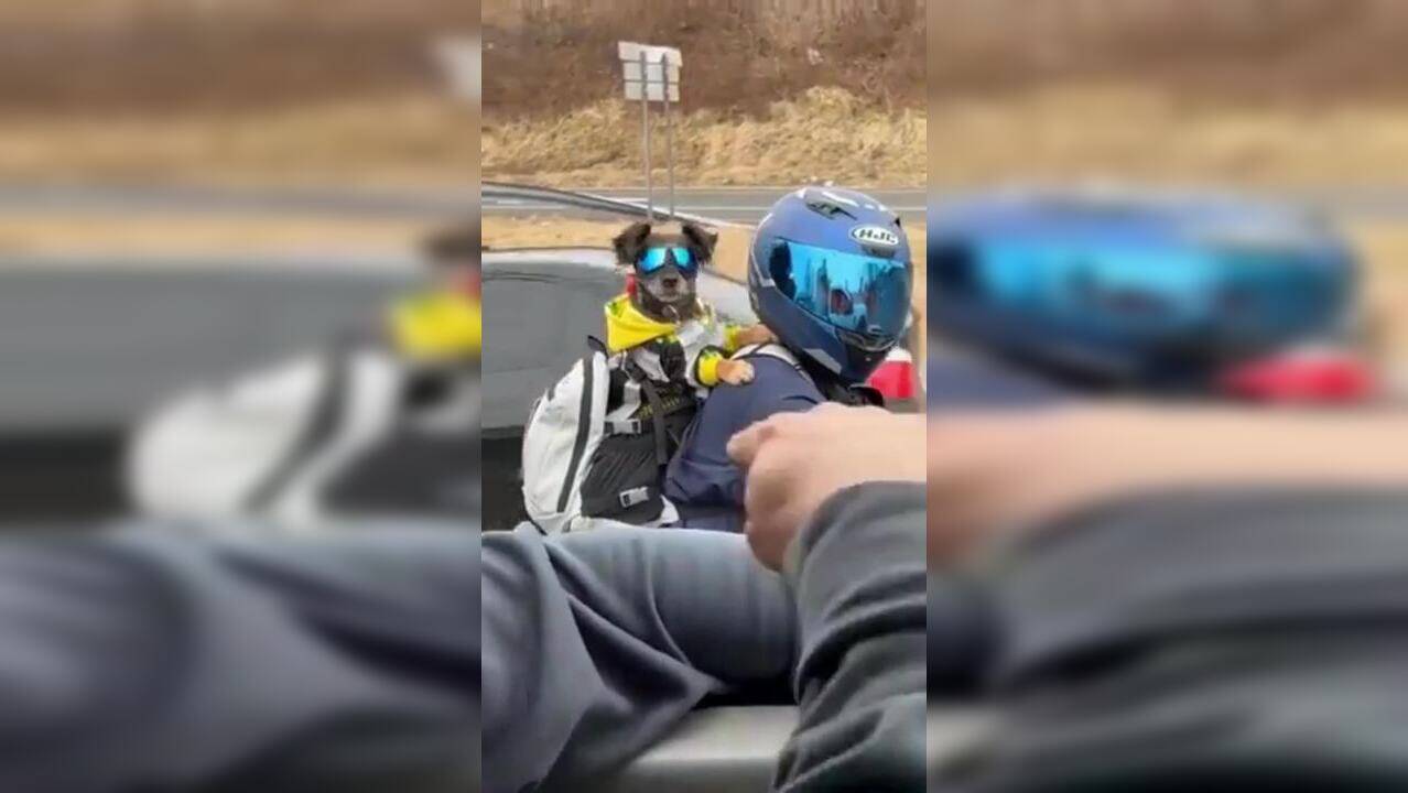 Viral video: Dog enjoying bike ride wearing shades makes the internet ...