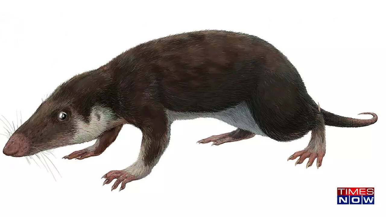 This prehistoric animal is the ancestor of all mammals, including ...