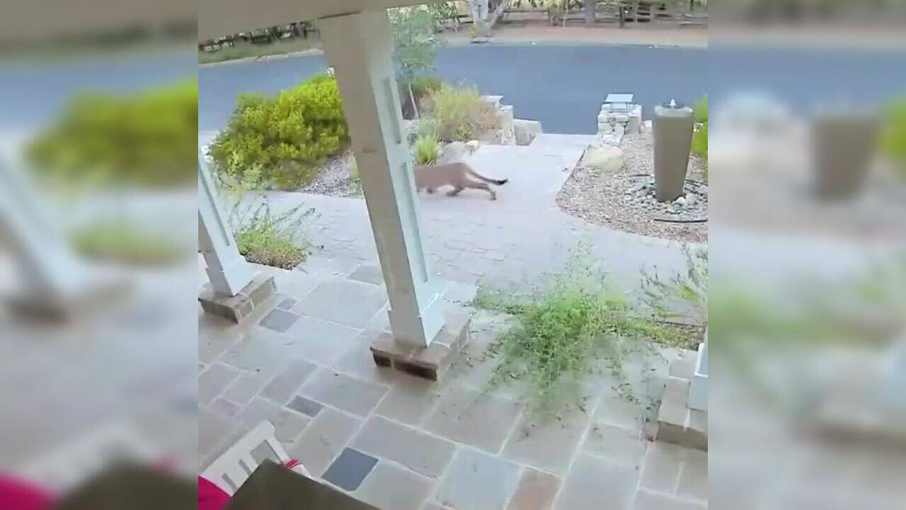 CCTV footage of mountain lion hiding shows how wild animals avoid ...