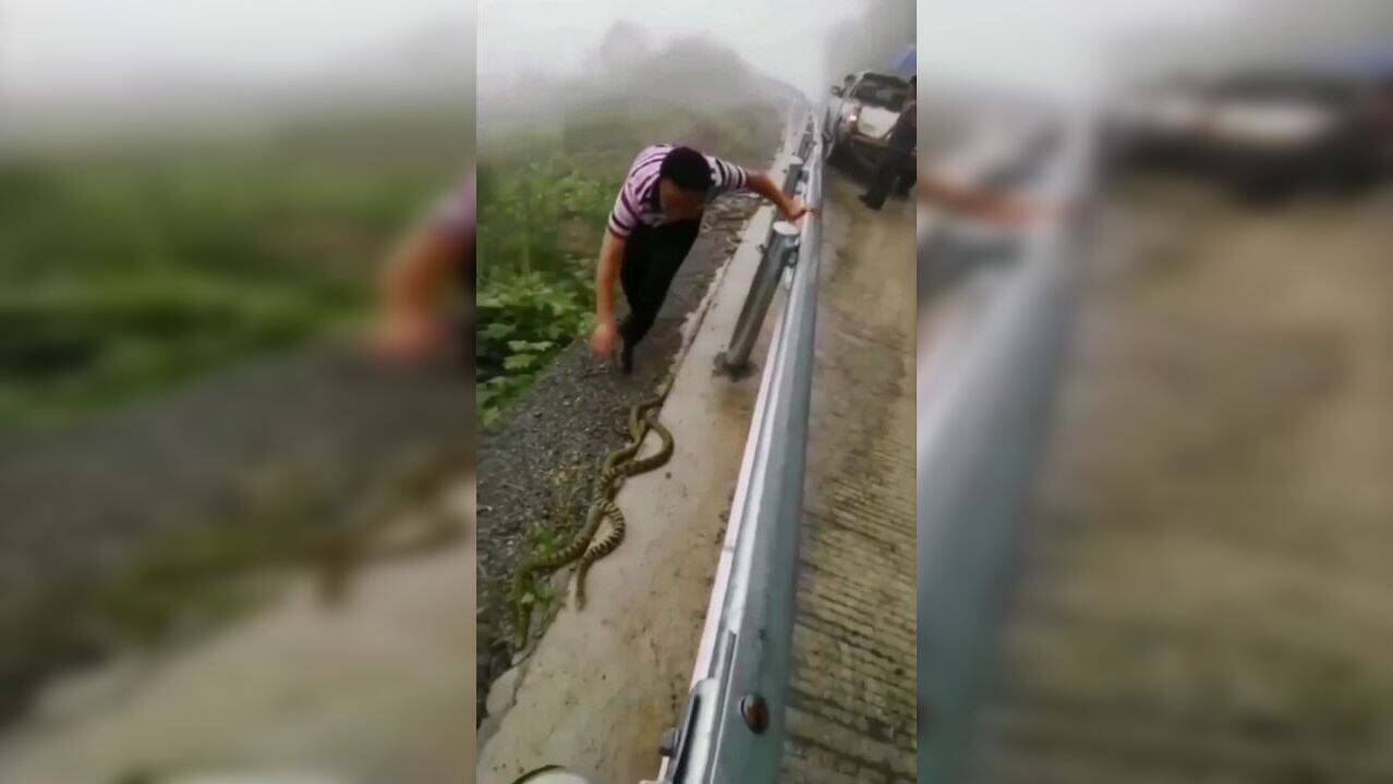 Man throws snakes in field with bare hands in viral video | Times Now