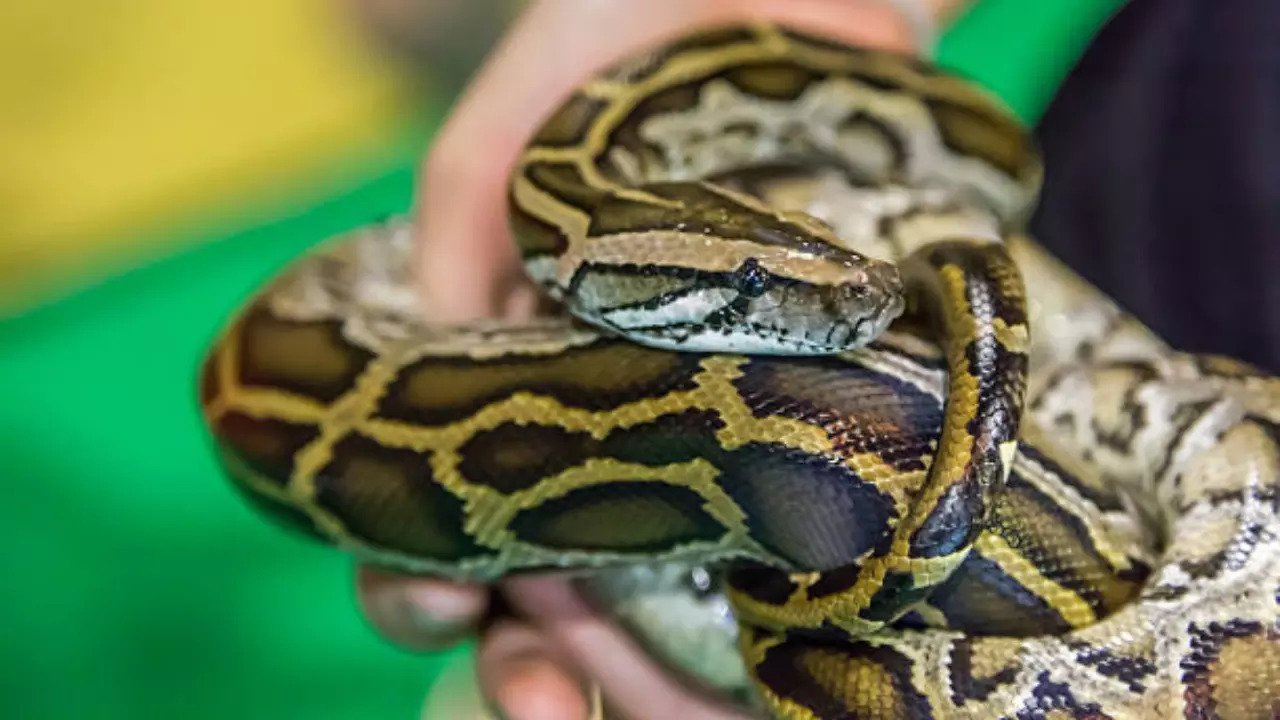Kerala man fined by Railways for carrying 'pet' African ball python in ...