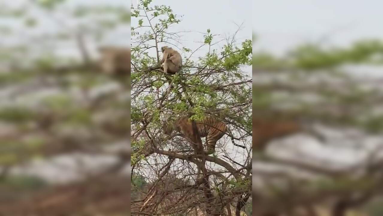 Viral video: Monkey tricks tiger, makes wild cat fall off tree | Times Now