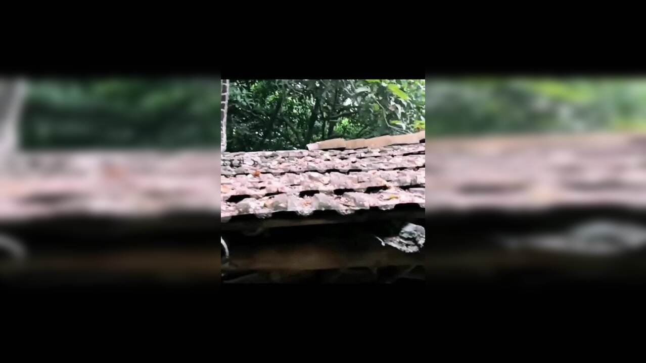 Viral video: Snake standing upright shocks the internet | Times Now