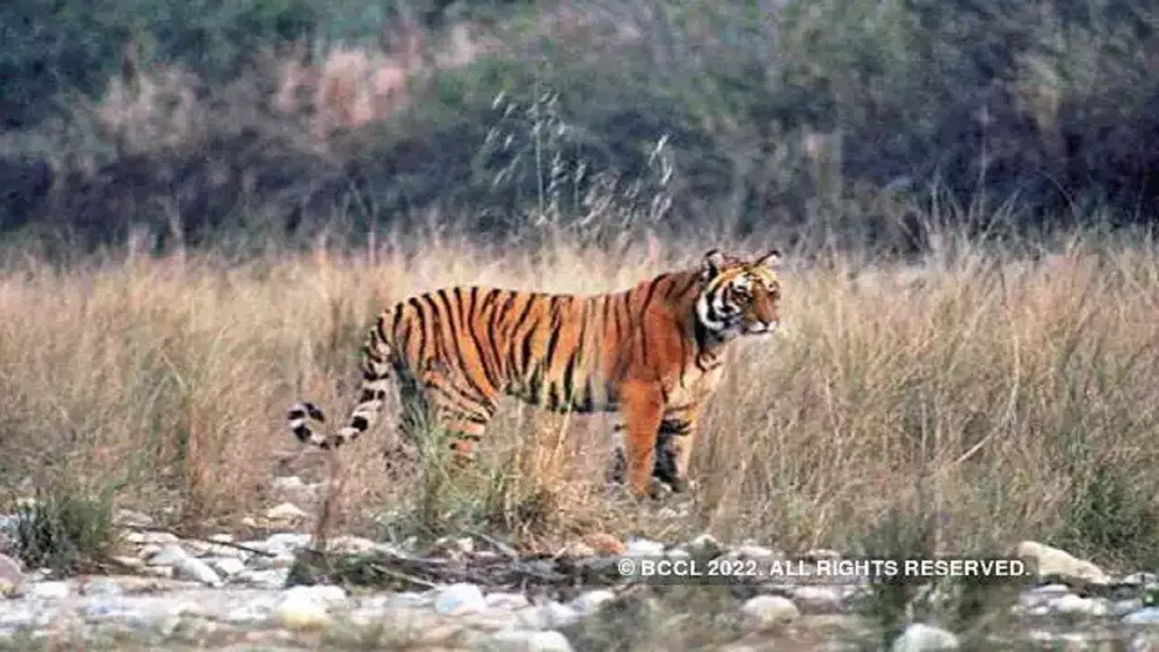 More than 6,000 trees chopped illicitly in Jim Corbett to make way for ...