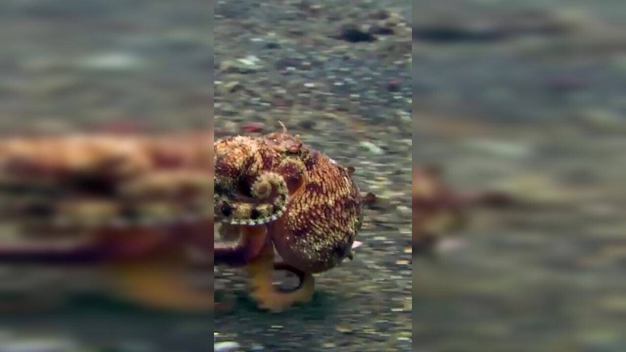 Viral video: Octopus walking on the ocean floor leaves the internet stunned