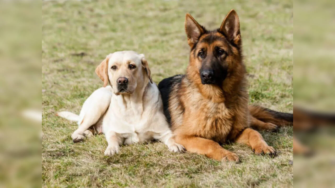 Retired Indian Army dogs await adoption, here's how you can bring home ...