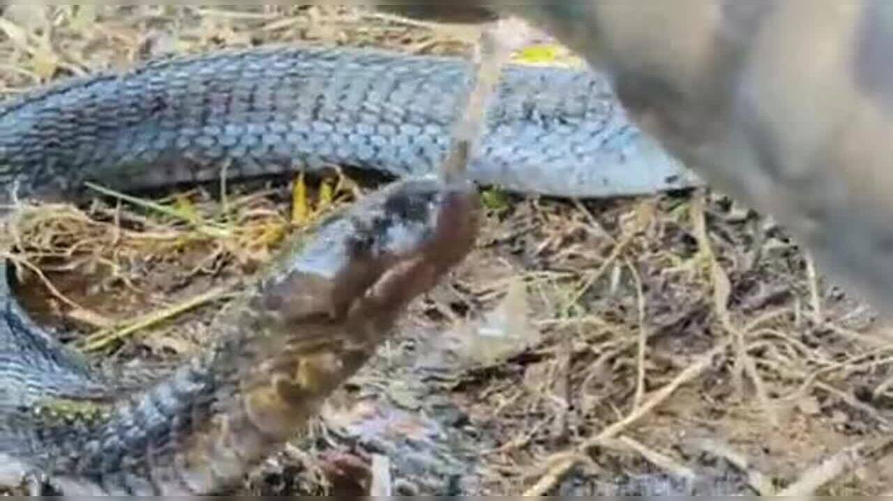 Viral video: Man offers water to an injured snake, people online are ...