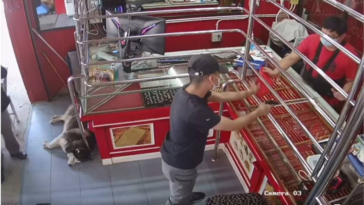 Dog sleeps through staged robbery| 'World's most useless guard dog ...