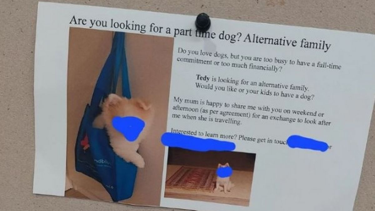 'Are you looking for a part-time dog?' Woman's cheeky ad for free dog ...