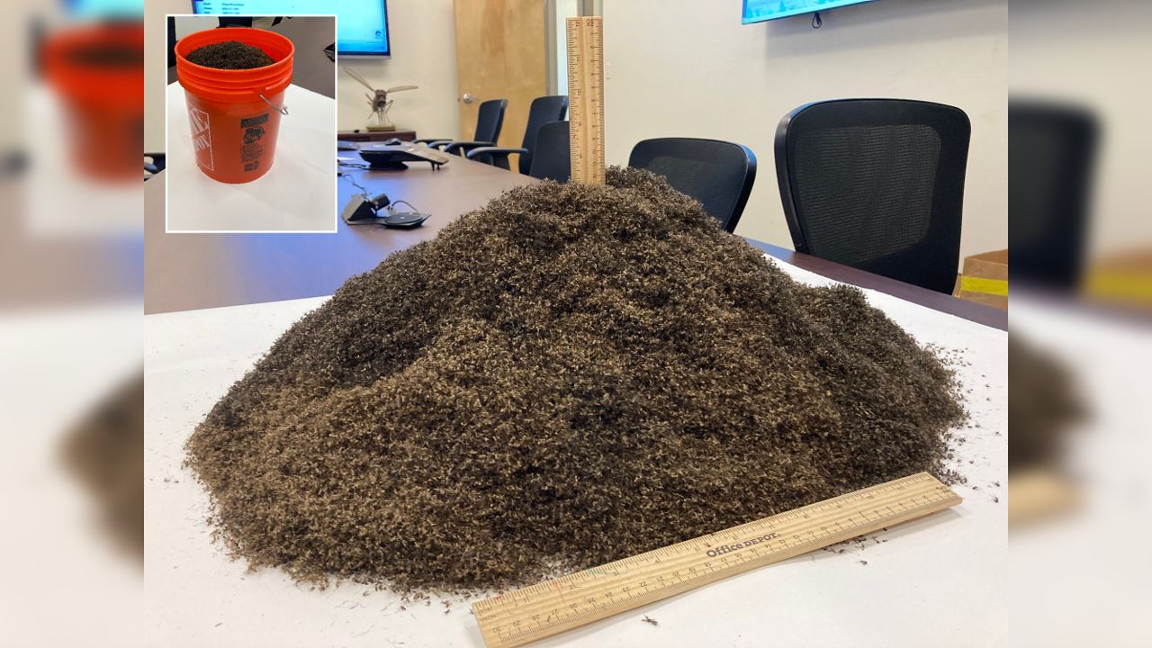 Mozzie mass: Pest control agency's skin-crawling photos showing bucket ...