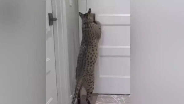 Savannah cat bags Guinness World Record by becoming the tallest living ...