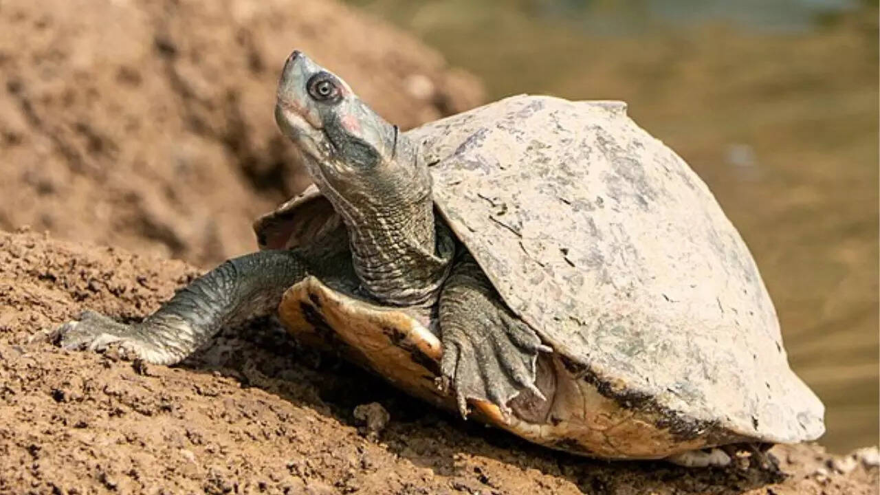 Endangered Indian turtles hatch in US zoo after two decades