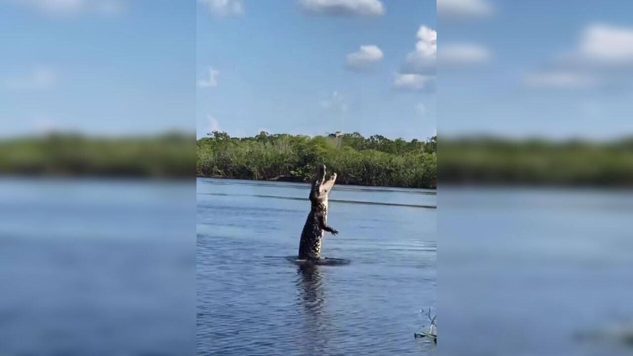 Viral video: Giant alligator leaps out of water to catch Florida man's ...