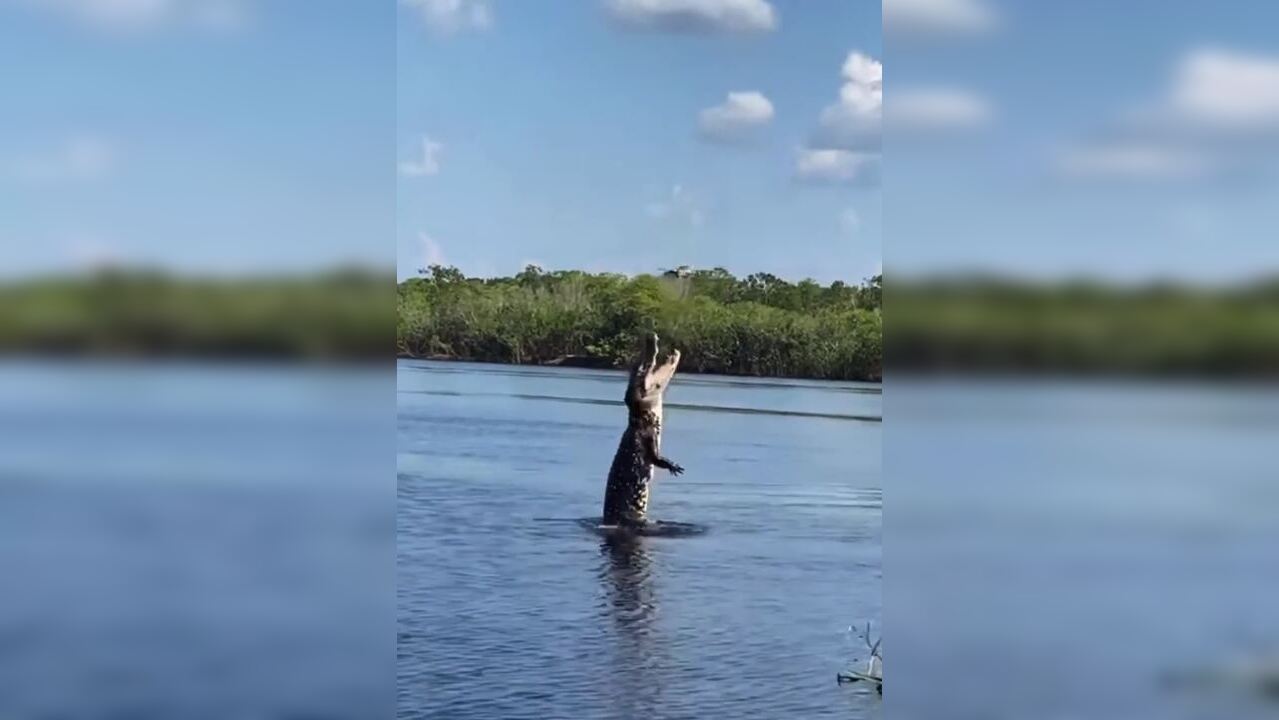 Viral video: Giant alligator leaps out of water to catch Florida man's ...