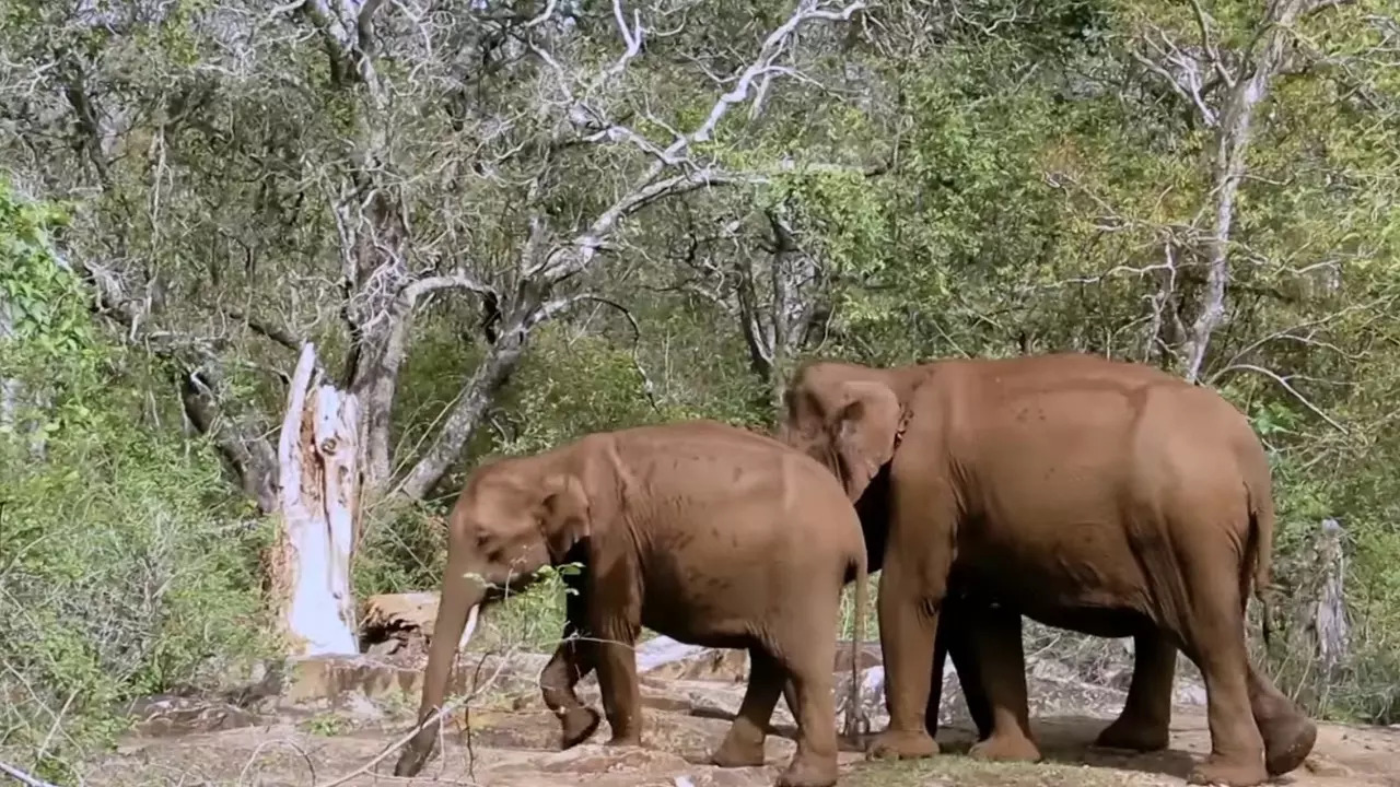 Two elephant carcasses found in Kuchinda forest in Odisha’s Sambalpur ...