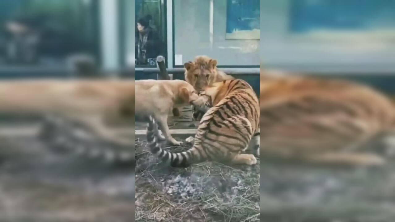 Viral video: Dog tries to bite of tiger's ear, internet shocked | Times Now