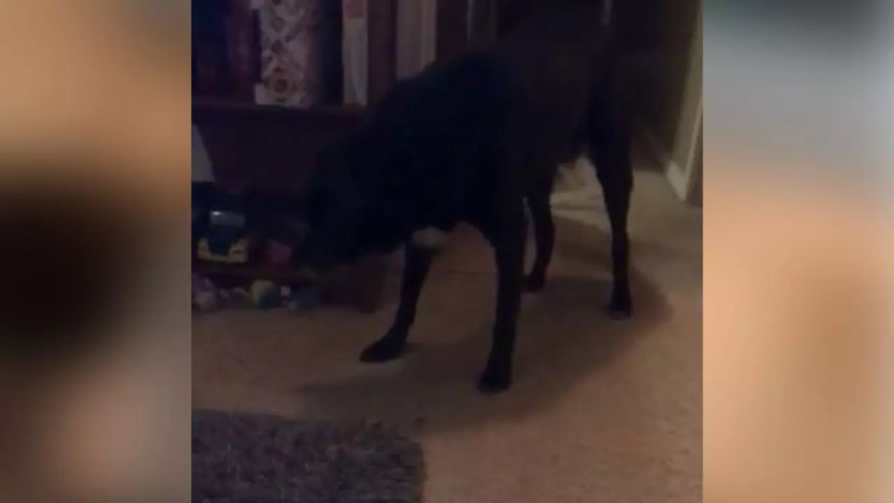 Woman posts video of 'ghost' moving dog across floor, says she shifted ...