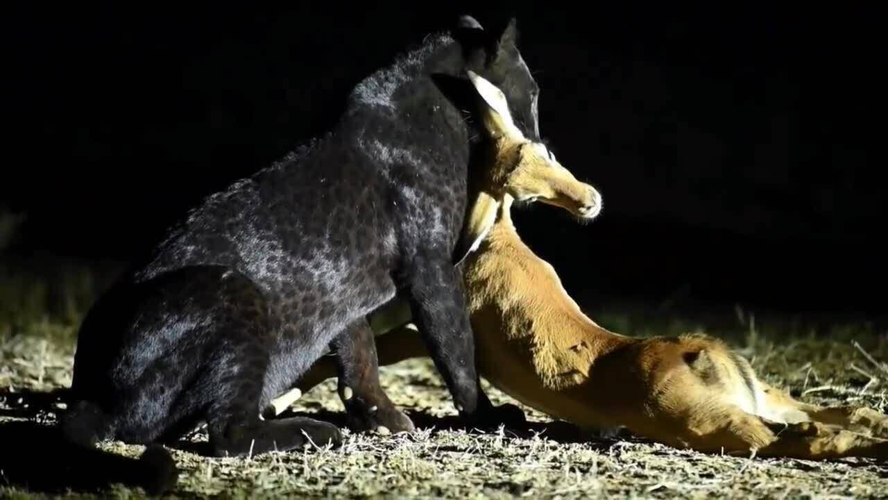 Black leopard hunts deer at night; IFS official questions right to film ...