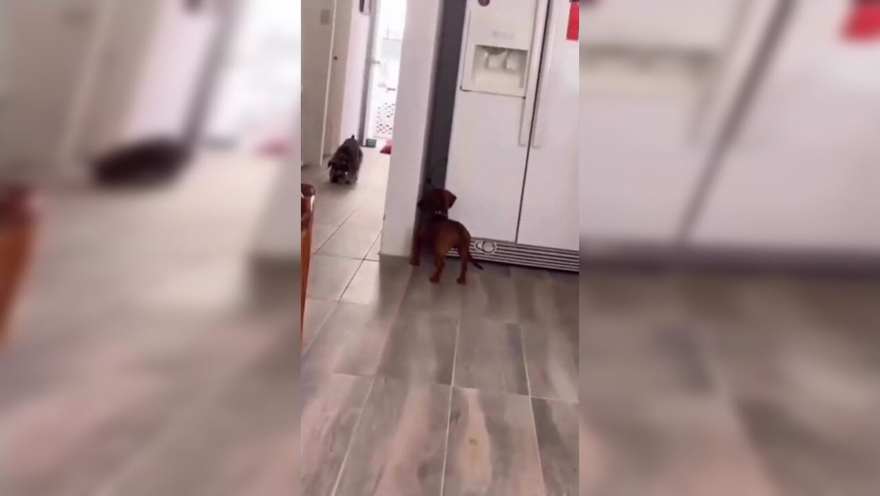 Viral video: Dogs play hide and seek, internet can't get over their ...