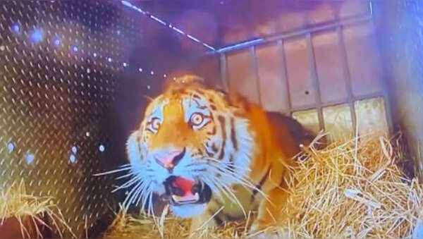 Tiger's shocked expression on being released into the jungle amuses the ...