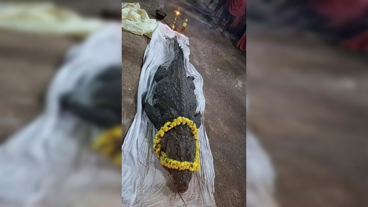 Babiya, Kerala's 'vegetarian' temple crocodile who loved eating rice ...