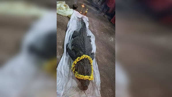 Babiya, Kerala's 'vegetarian' temple crocodile who loved eating rice ...