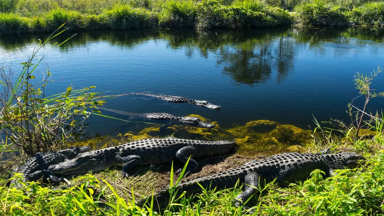 Vegetarian crocodile that lived in Kerala temple pond dies, hundreds ...