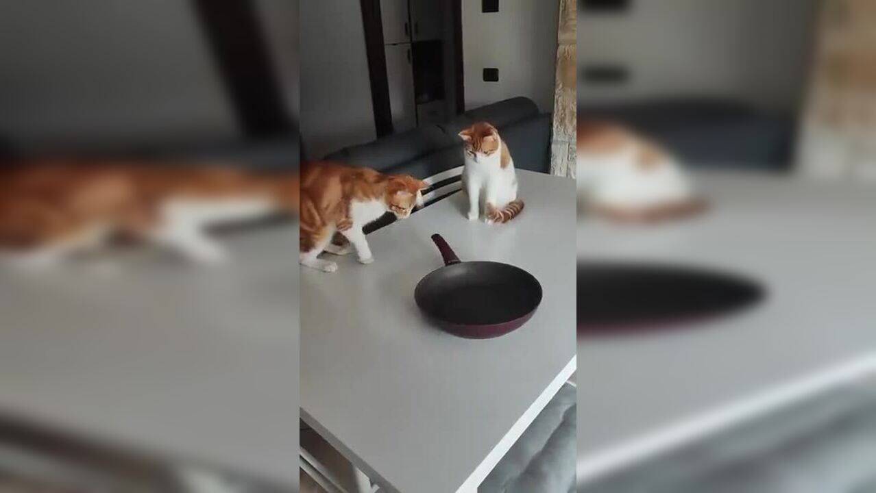 Viral video: Cats discover they can spin frying pans, win million hearts