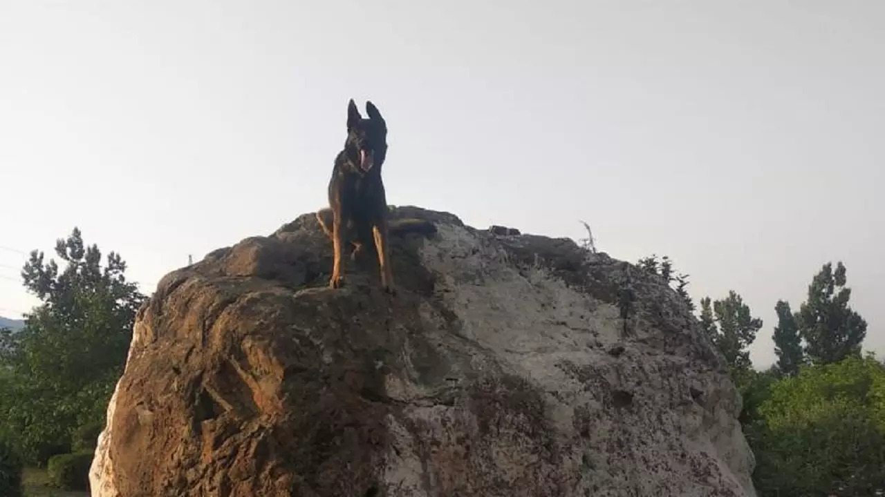 Indian Army Dog, Zoom - an example of heroism and loyalty | Times Now