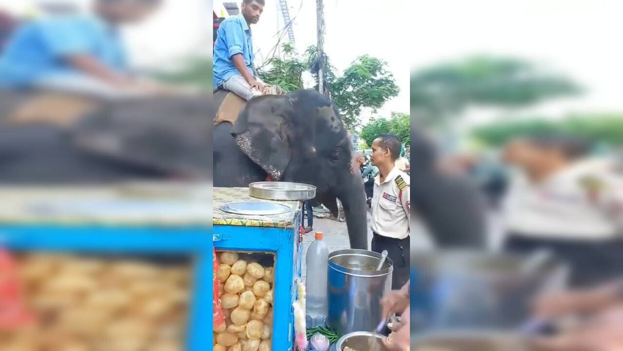 Video of elephant eating pani puri at roadside stall in Assam's Tezpur ...