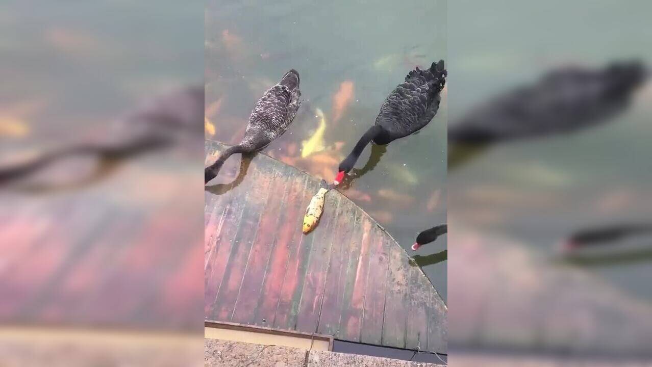 Viral: Stunning clip shows swans rescuing stranded fish that jumped out ...