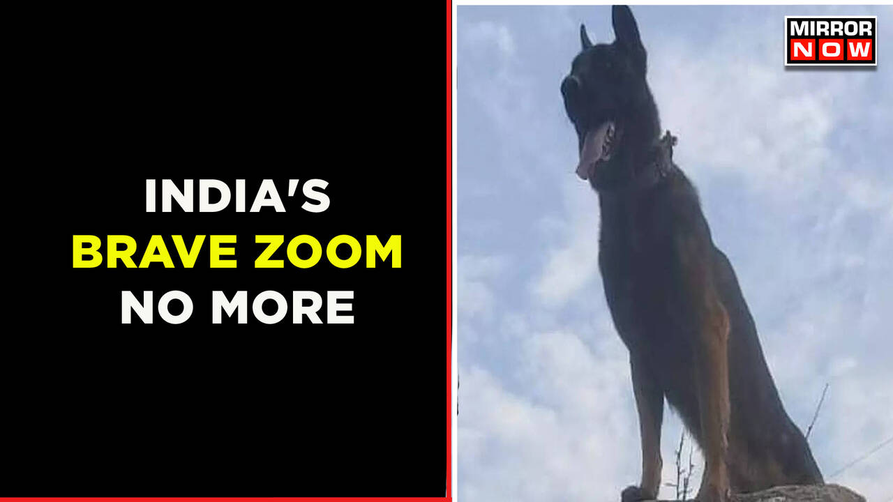 Indian Army's Assault Dog Zoom Passes Away | Two Bullets Pierced Zoom's ...