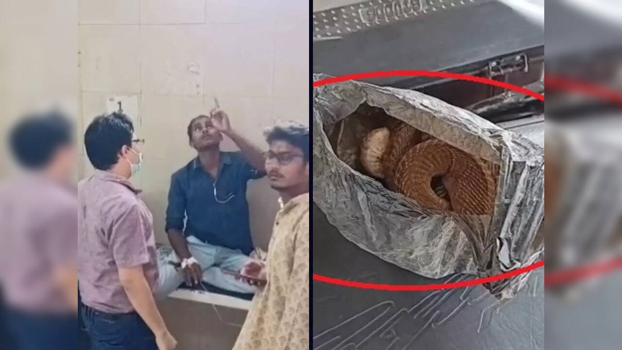 Drunk UP man takes king cobra to hospital, says snake ‘died after ...