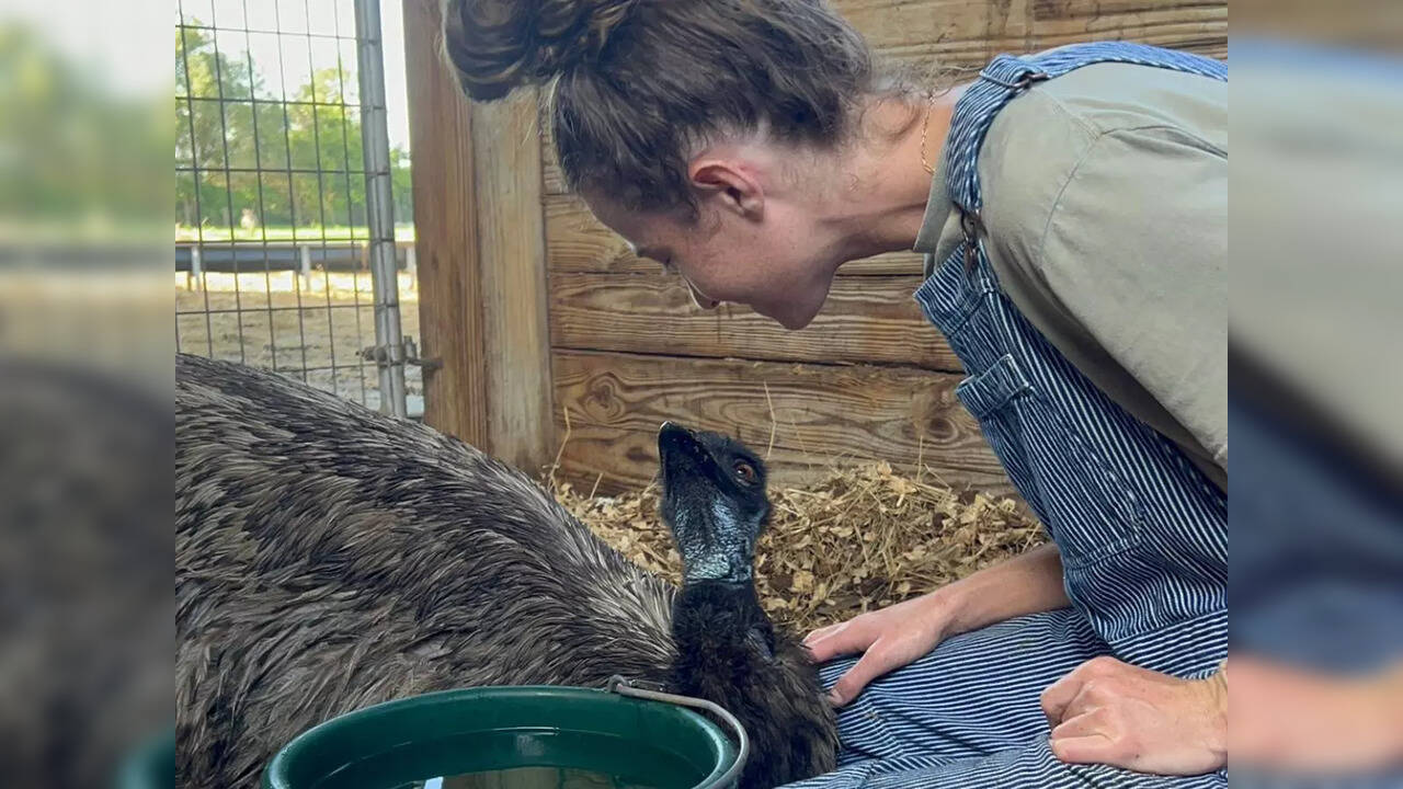 Viral sensation Emmanuel the emu fighting for life after bird flu hit ...