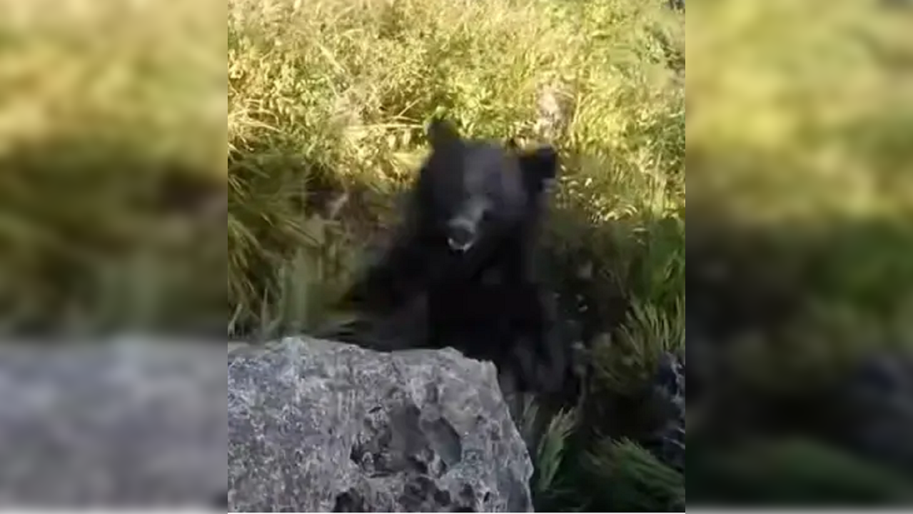 VIDEO: Rock climber brawls with bear while clinging on to a ledge ...