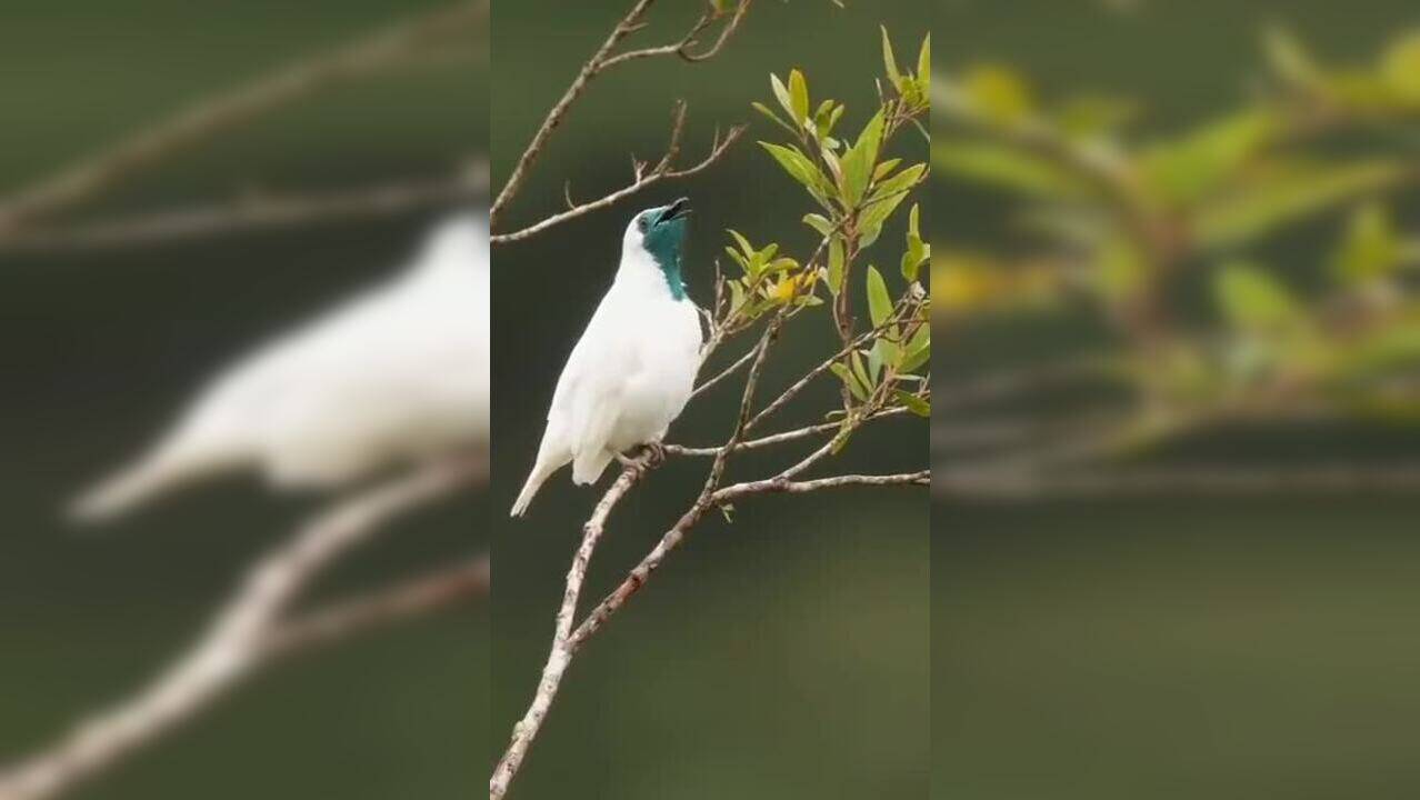 Is this bird smoking? Viral video of rare bare-throated bellbird stuns ...