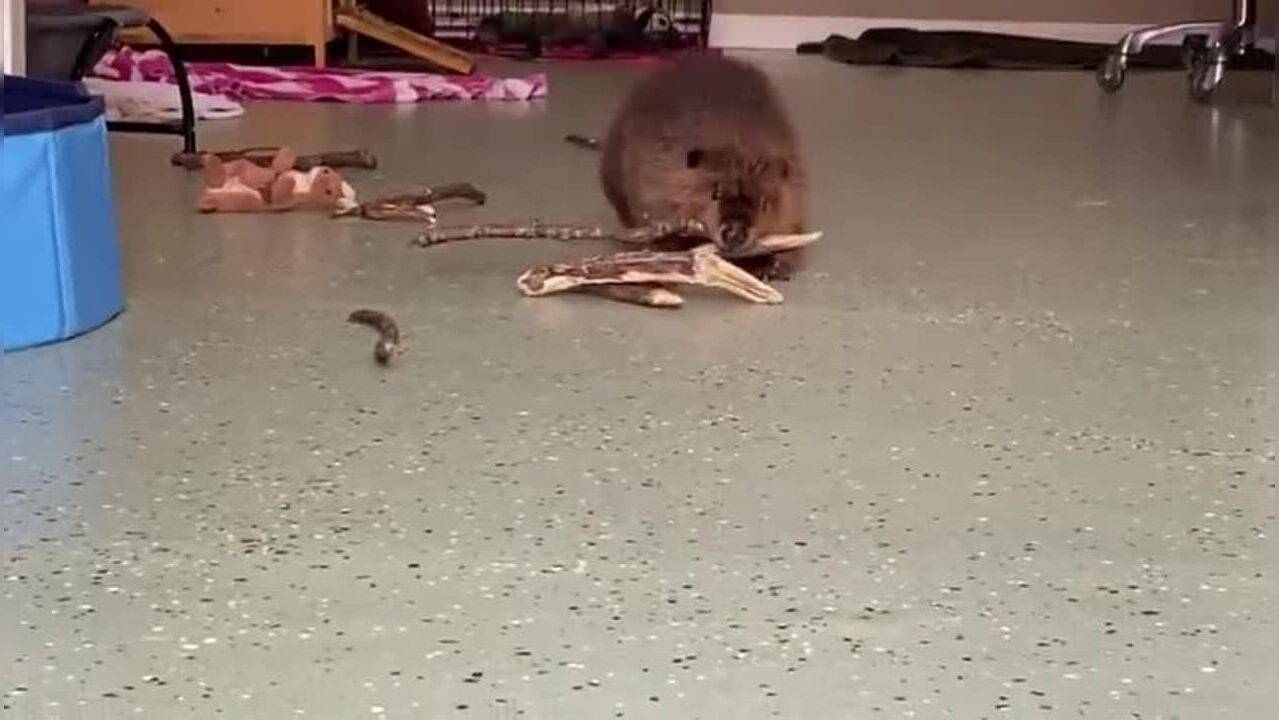 'Can't take the wild out of the animal': Beaver builds 'dam' inside a rehab facility | Times Now