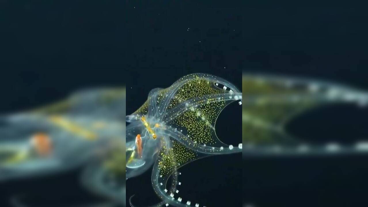 Viral video of the rare glass octopus amazes the internet | Viral ...