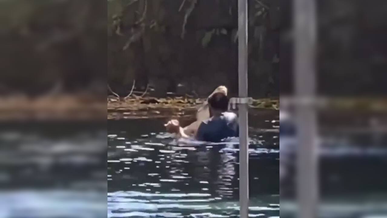 Viral video of man dancing with alligator hits 1.3 crore views ...