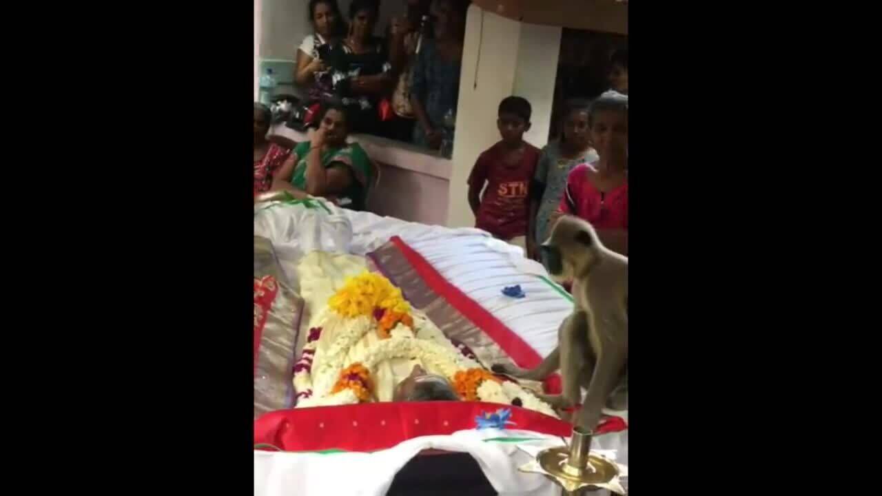 Viral Video: Langur attends funeral of man who fed him, tries to wake ...