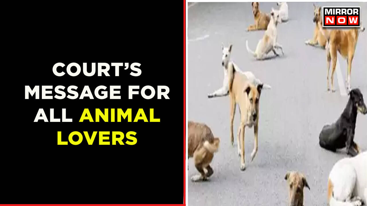 Bombay High Court On Stray Dogs: Penalty Will Be Imposed If Fed Stray ...