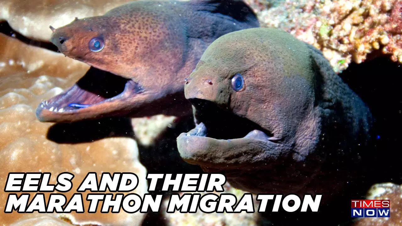 Eels Migrate From Europe To Sargasso Sea To Breed Swimming 68 Kms A Day On Average For An Year