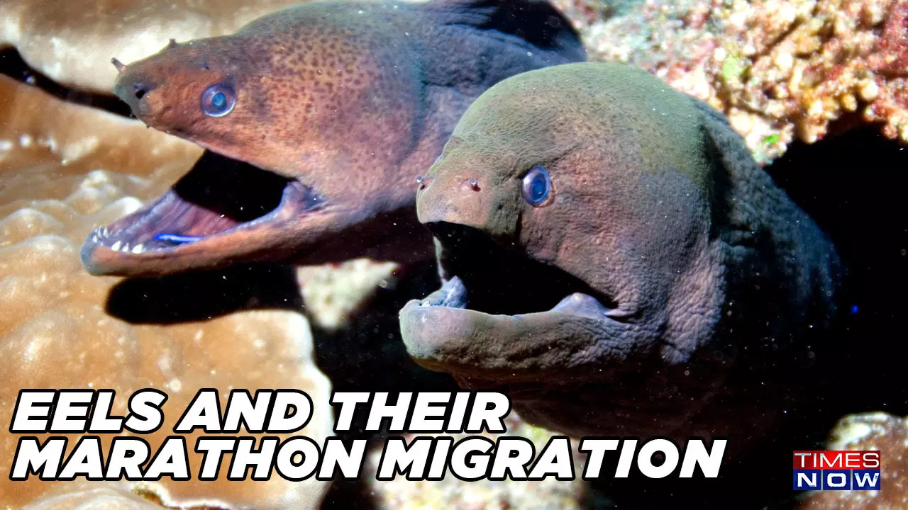 Eels migrate from Europe to Sargasso Sea to breed, swimming 6.8 kms a day on average for an year ...