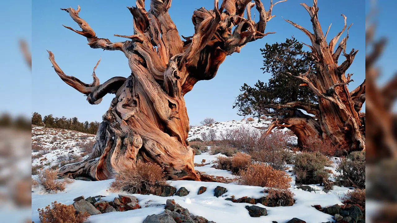 ‘Ancient’ trees can mitigate climate change, finds study — What this ...