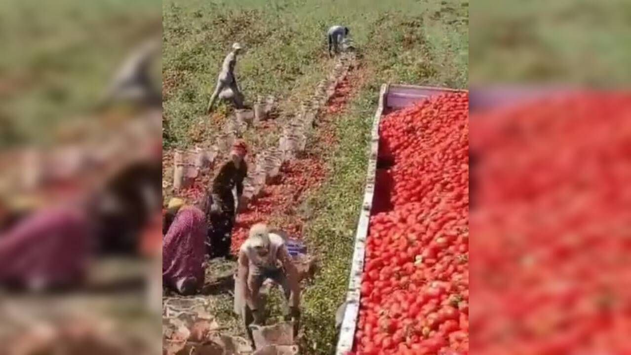 Viral video: Man's unique way of loading tomatoes on truck reminds ...