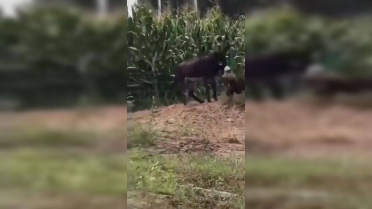 Viral video: Donkey brutally thrashes hyena, netizens shocked | Times Now