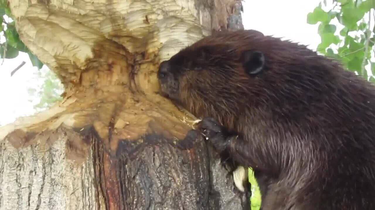 Viral video shows beaver chewing on a tree to bring it down | Times Now